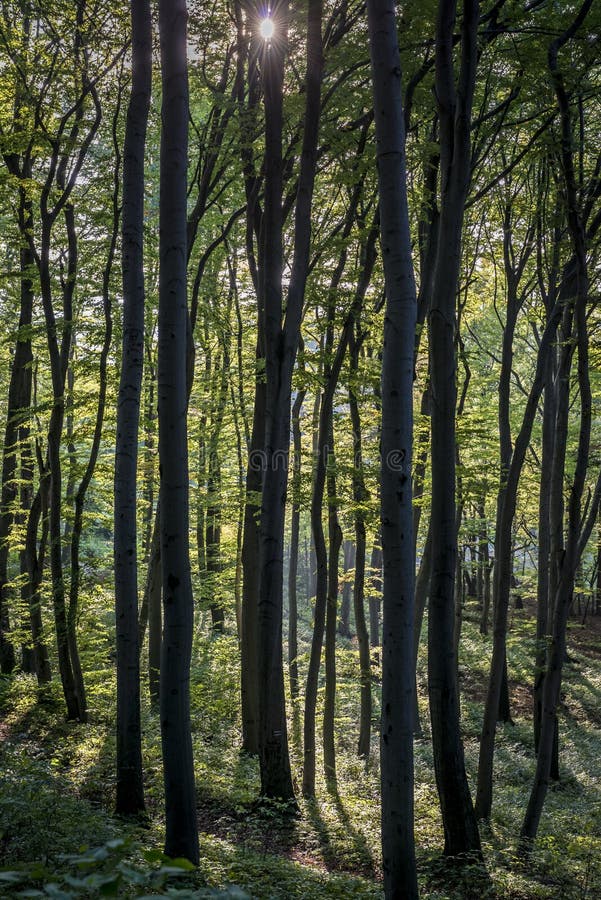 Forest Trees. Nature Green Wood Stock Image - Image of nature, morning ...