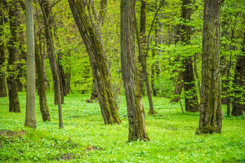 Forest Trees. Nature Green Wood in Spring. Spring Time Stock Image ...