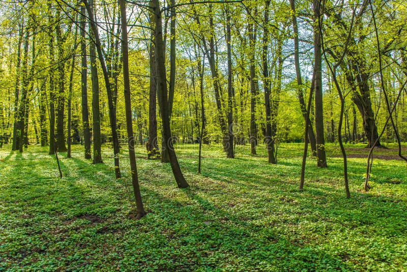 Forest Trees. Nature Green Wood in Spring. Spring Time Stock Image ...