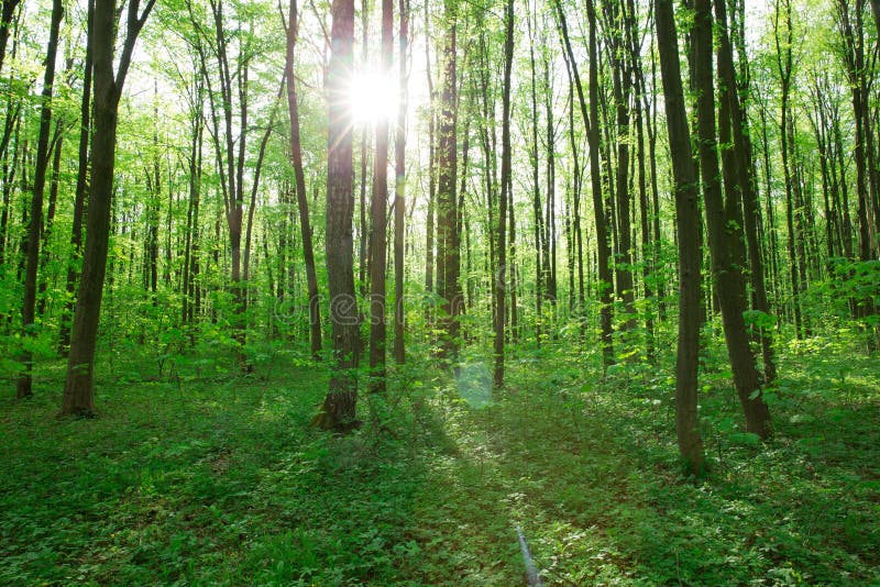 Forest Trees. Nature Green Wood Sunlight Stock Image - Image of ...