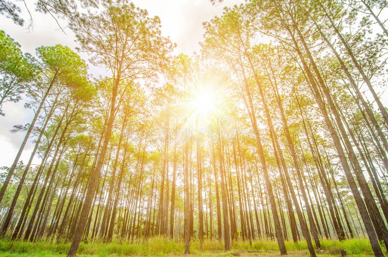 Forest Trees. Nature Green Wood Sunlight Stock Photo - Image of sunny ...