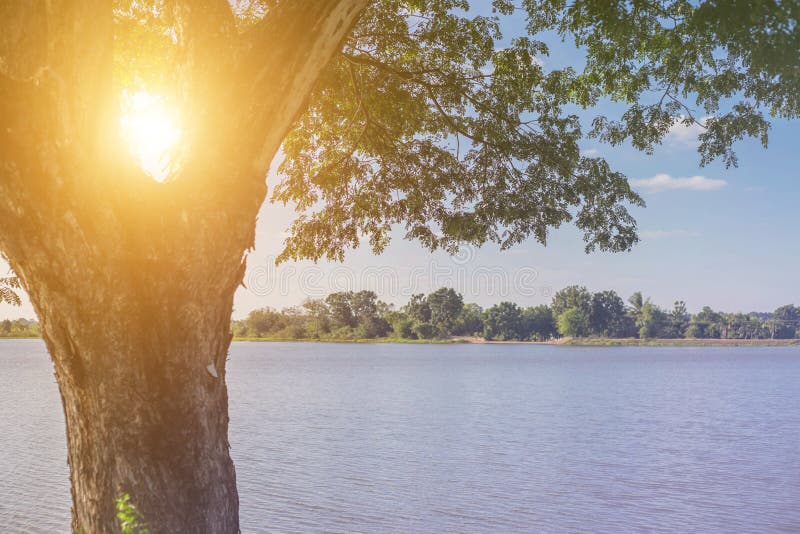 Forest Trees. Nature Green Wood Sunlight Backgrounds Stock Photo ...