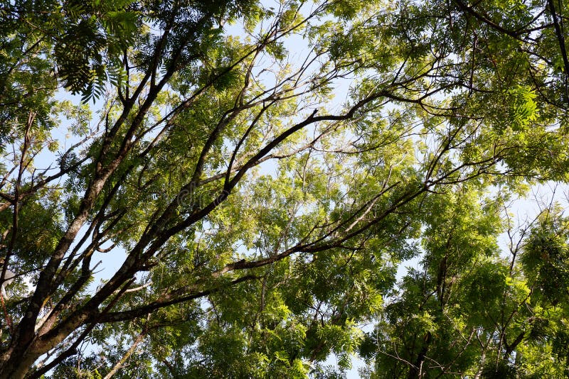 Tree Looking Up Form Below with Blue Sky. Stock Photo - Image of ...