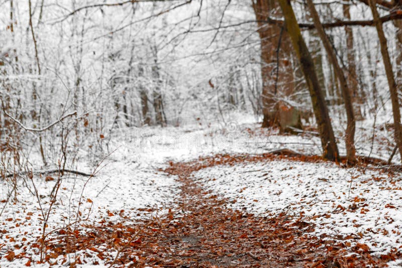 Forest Trees Nature Snow Wood Backgrounds Stock Image - Image of ...