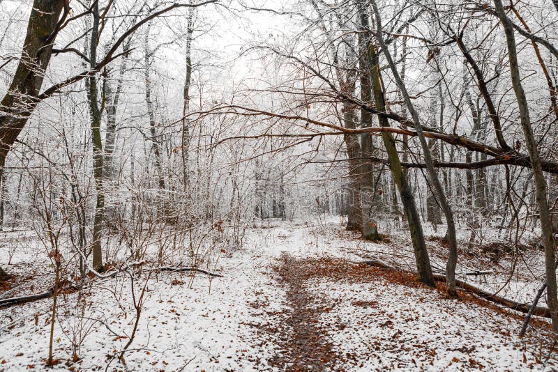 Forest Trees Nature Snow Wood Backgrounds Stock Photo - Image of wood ...