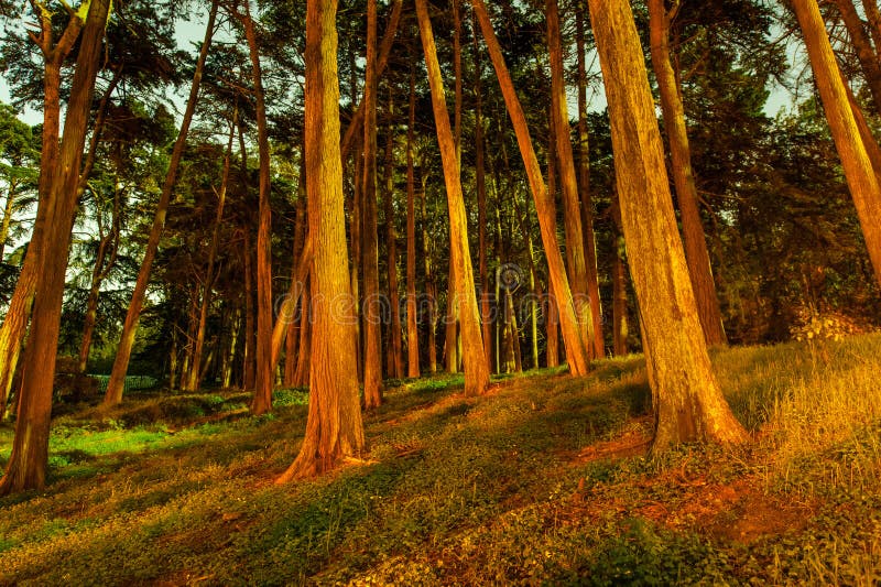Forest of Trees at Night with Shadows Stock Photo - Image of evening ...
