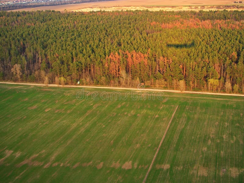 On the Forest Trees Our Plane Shadow. Aerial Landscape Stock Image ...