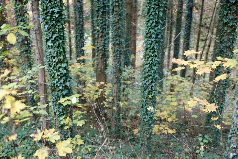 Forest with Trees Overgrown with Ivy Plant Stock Image - Image of ...