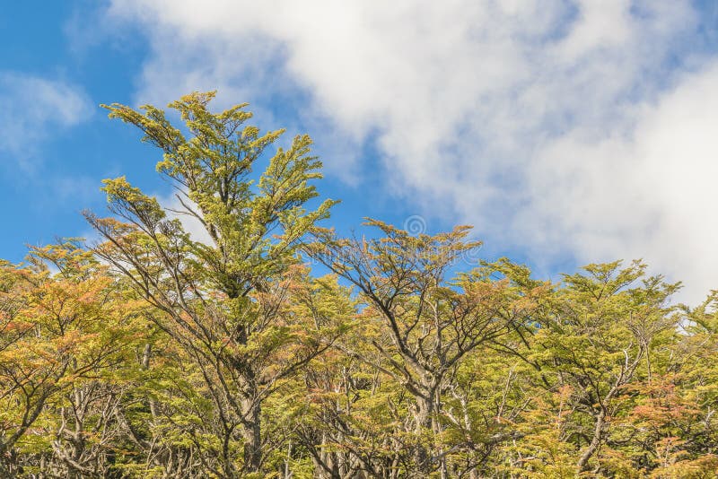 Forest Trees, Patagonia - Argentina Stock Image - Image of adventure ...
