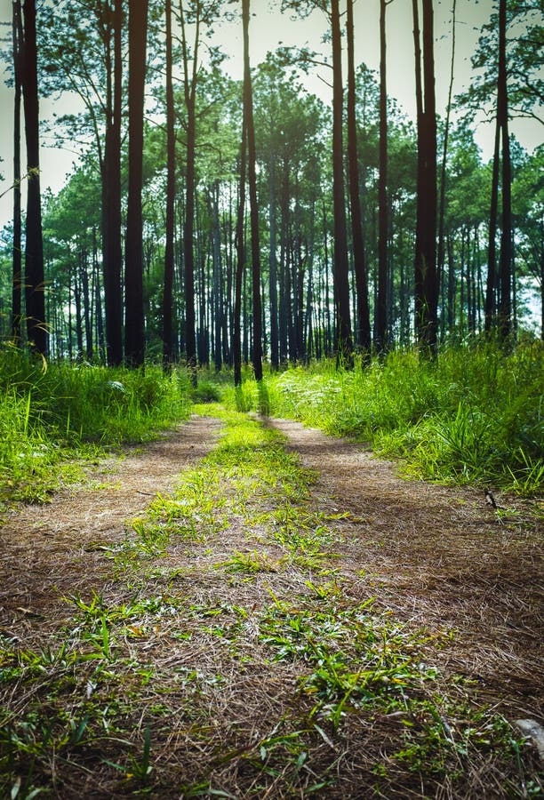 Forest Trees with Path on the Foreground and Sunlight Shining through ...