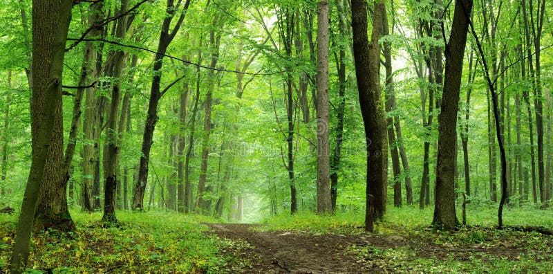 Forest trees. green forest stock photo. Image of misty - 262731186