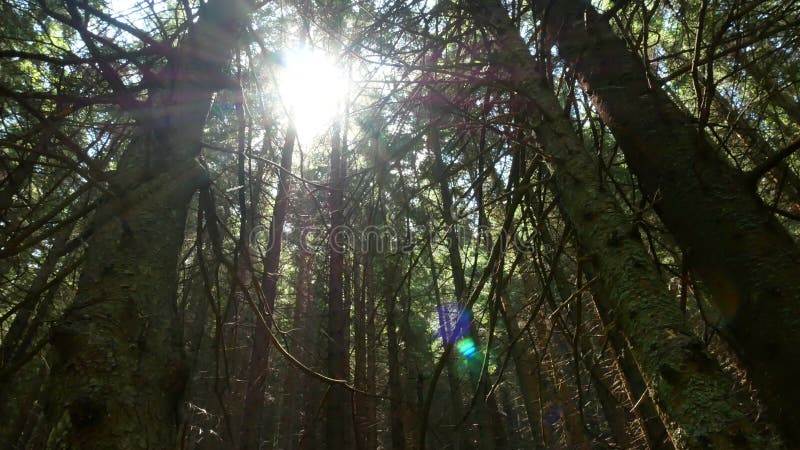 Rays of Light Passing through Tropical Trees Stock Video - Video of ...