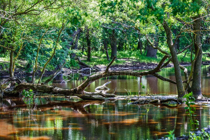 Forest Trees Reflection in Water Stock Image - Image of aquatic ...