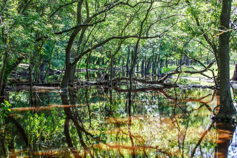 Forest Trees Reflection in Water Stock Photo - Image of lake, reflect ...