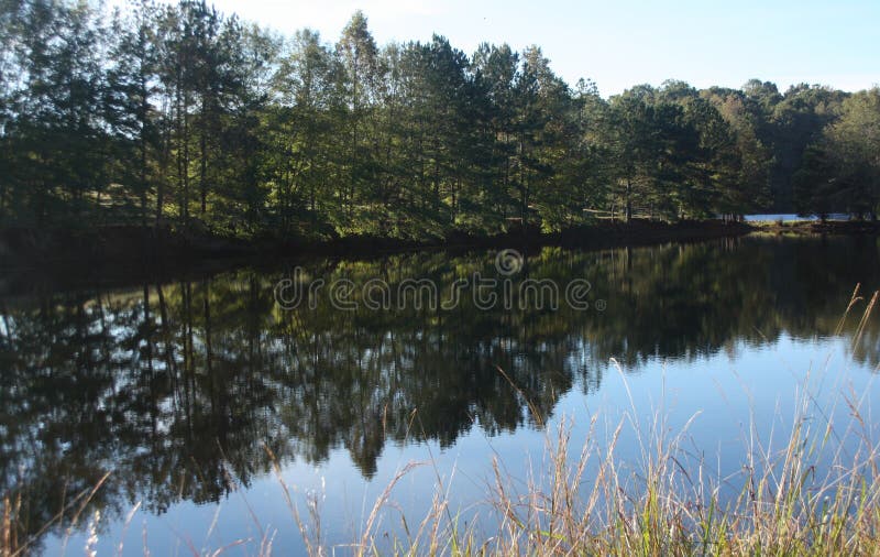 Trees with reflections stock photo. Image of natural - 15082876