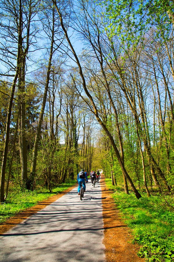 Forest and Trees and Riding Bike on Road Stock Image - Image of leaf ...