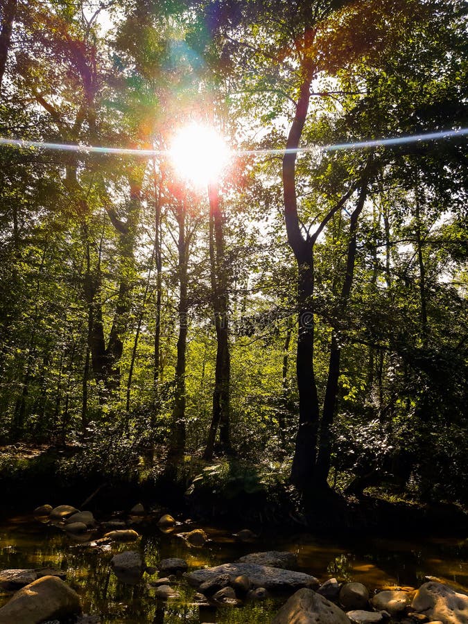 Forest, Trees, River, Rocks, Peace of Mind, Sun with a Horizontal Beam ...