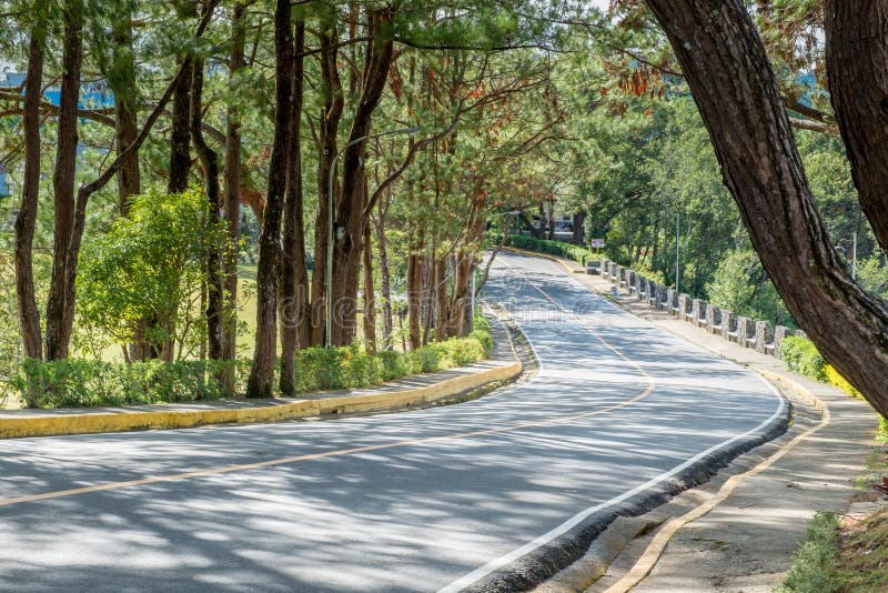 Forest trees and Road stock photo. Image of small, portion - 90356584