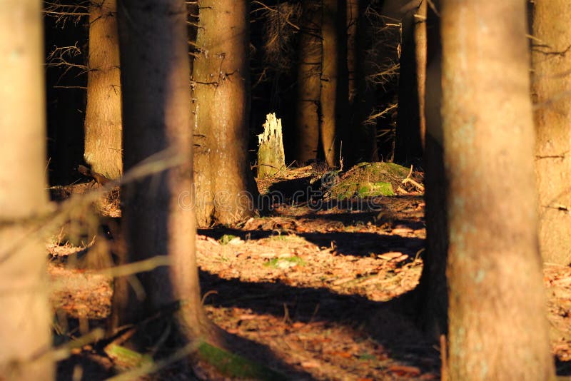 Forest Trees in a Row in January Stock Photo - Image of golden, black ...