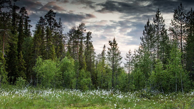 Forest with Trees in Scandinavia Stock Video - Video of europe, spring ...