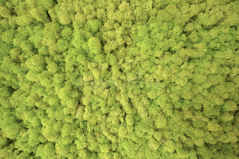 Forest Trees Seen from Above Texture Stock Image - Image of contrast ...