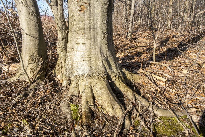 Forest with Trees Showing Its Roots Stock Photo - Image of nice, roots ...