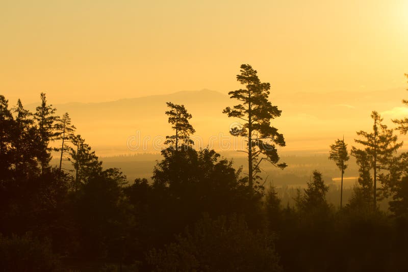 Forest Trees Silhouette in Orange Sunrise Stock Photo - Image of trees ...