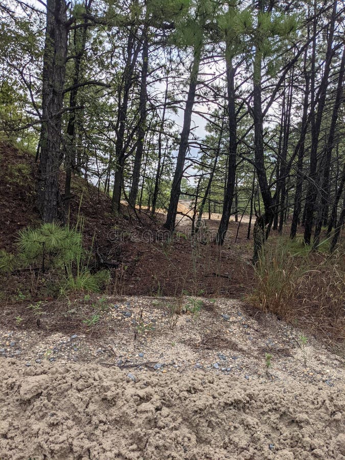 Forest, Forest, Trees, Sky Background Stock Photo - Image of path ...