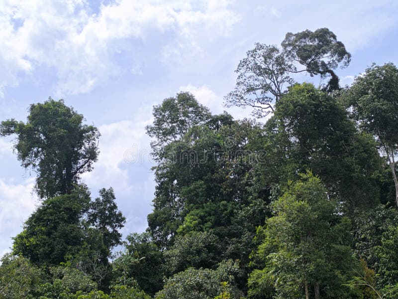 Forest Trees and Sky on the Island of Borneo & X28;1& X29; Stock Photo ...