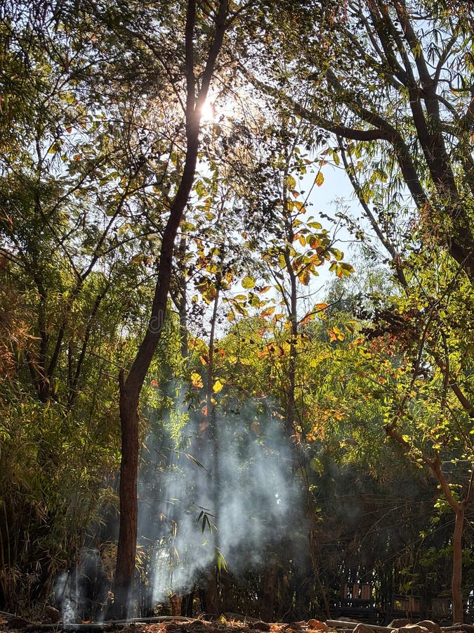 A Forest with Trees and Smoke in the Air Stock Image - Image of foliage ...