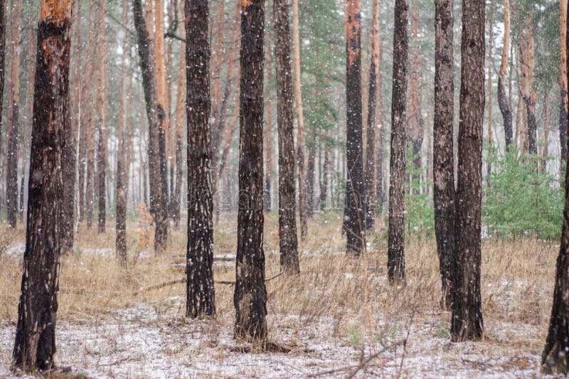 Forest Trees after Snow Started Falling Down Stock Photo - Image of ...