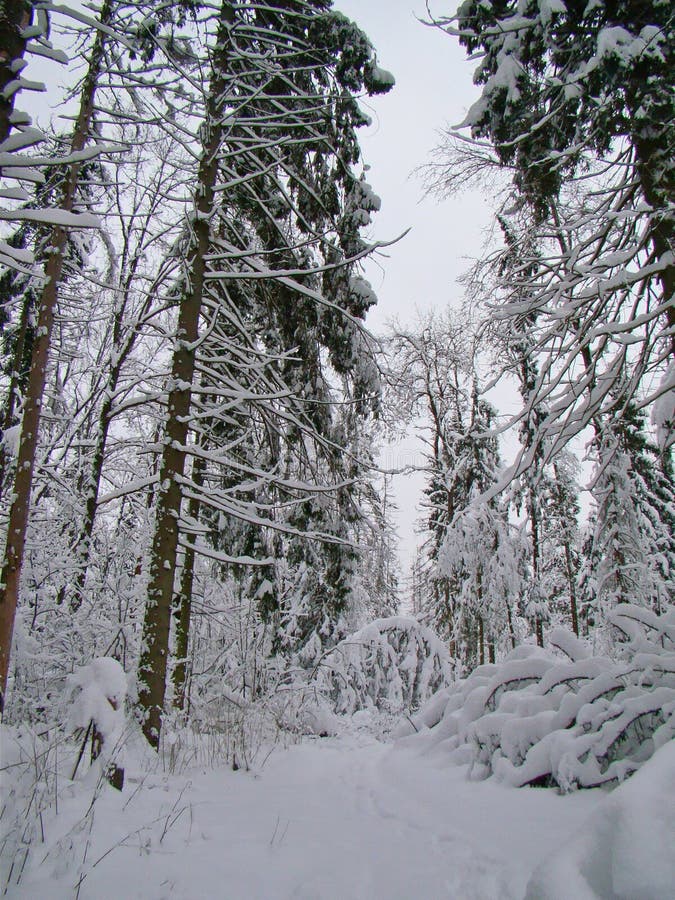 Forest Pine and Fir Trees after the Heavy Snowfall Stock Image - Image ...