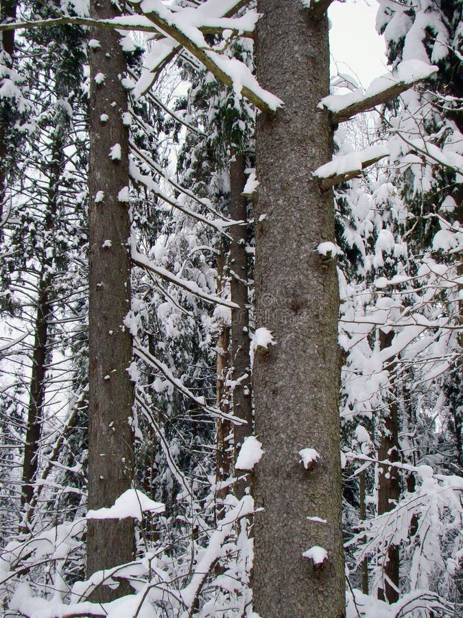 Forest Pine Trees after the Heavy Snowfall Stock Image - Image of frost ...