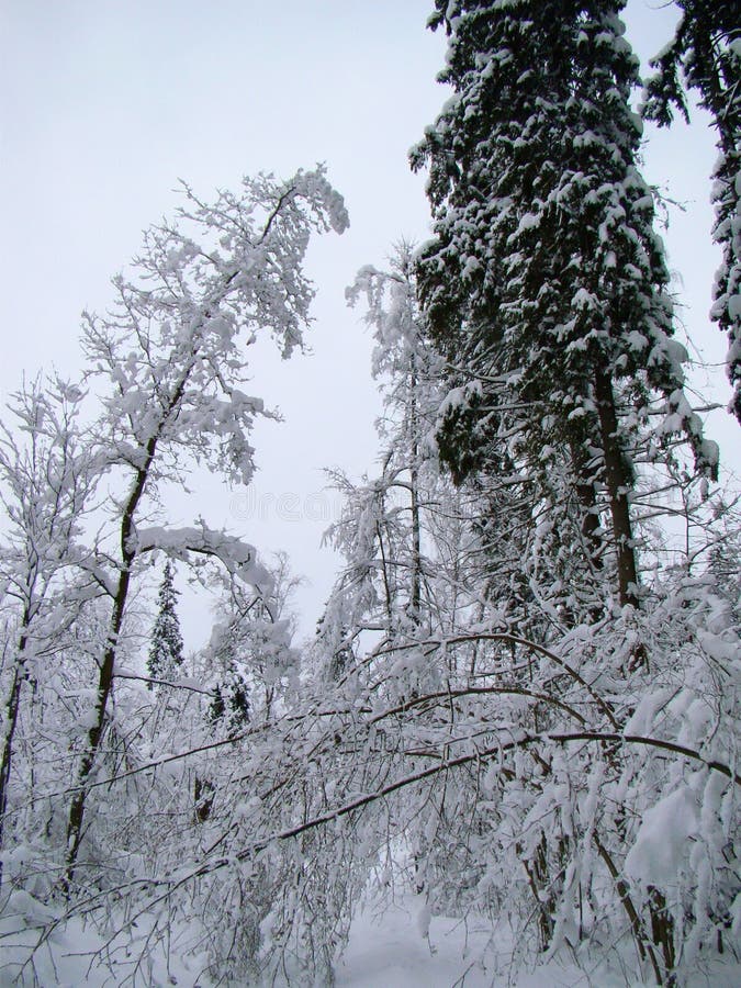 Forest Pine Trees after the Heavy Snowfall Stock Image - Image of twigs ...