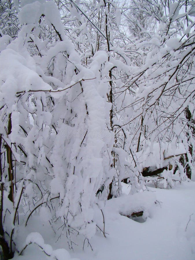 Forest Trees after the Heavy Snowfall Stock Image - Image of twigs ...