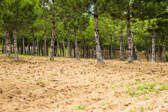 A Forest with Trees and Soil in the Foreground Stock Photo - Image of crop, scene: 277071598