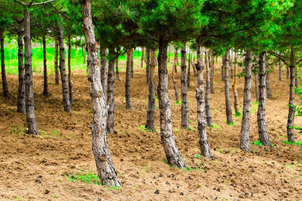 A Forest with Trees and Soil in the Foreground Stock Image - Image of branch, woodland: 277071601