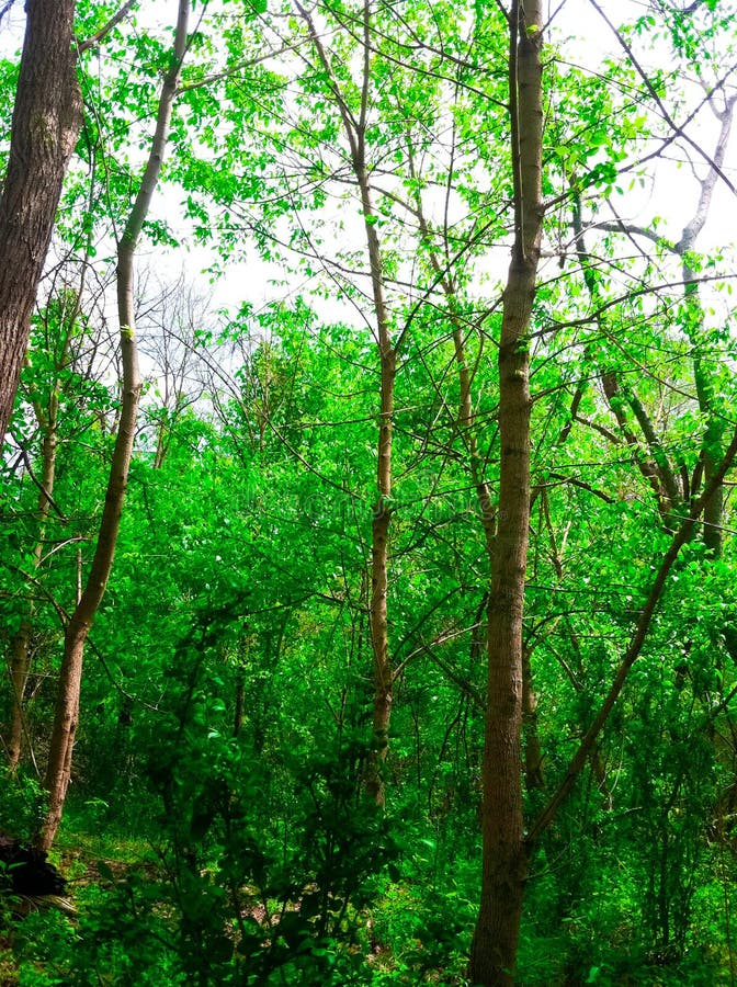 Forest Trees stock photo. Image of iphone, green, quality - 78524164