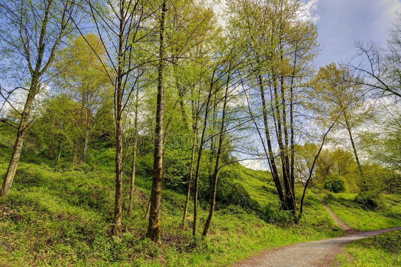 Forest trees at springtime stock photo. Image of colour - 50580610
