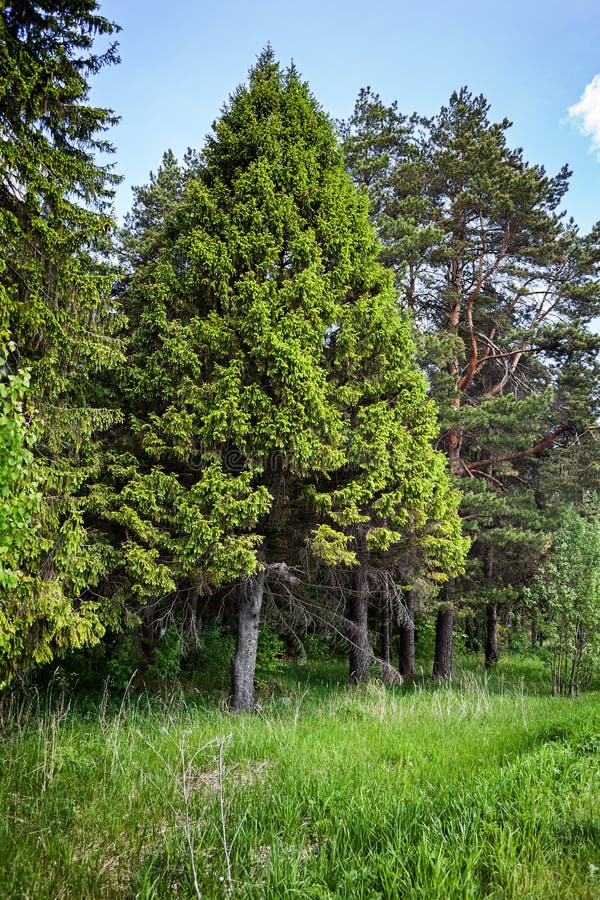 Forest Trees on a Summer Day Stock Photo - Image of clear, coniferous ...