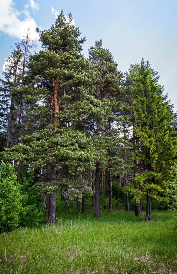 Forest Trees on a Summer Day Stock Image - Image of azure, trees: 94884993