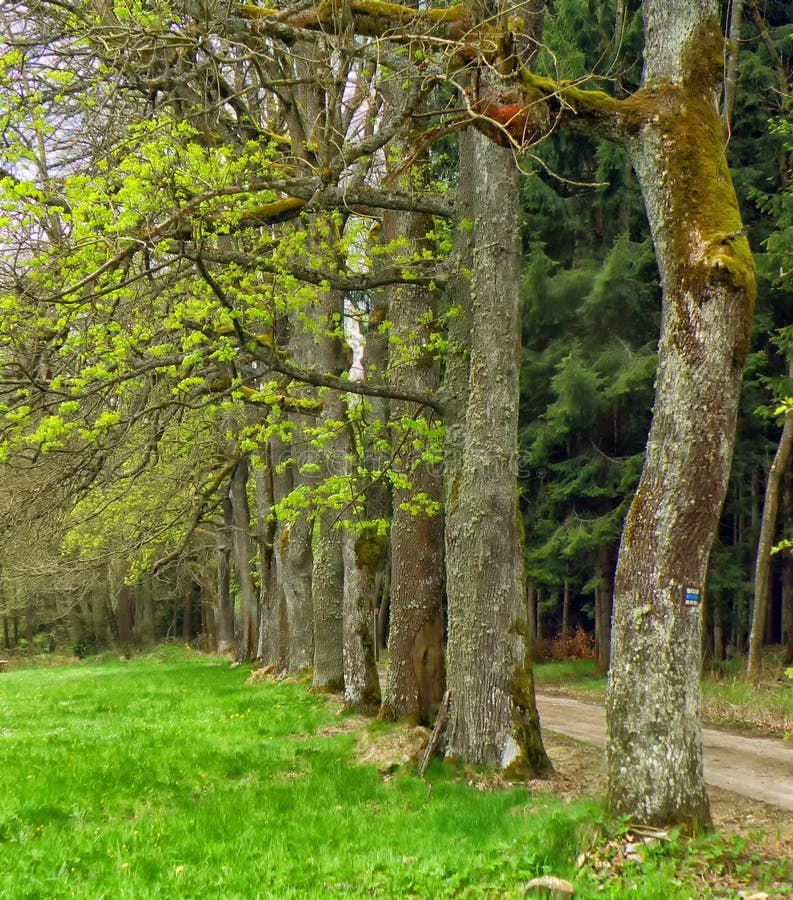 Forest and Trees in Summer Time Stock Image - Image of rural, foliage ...
