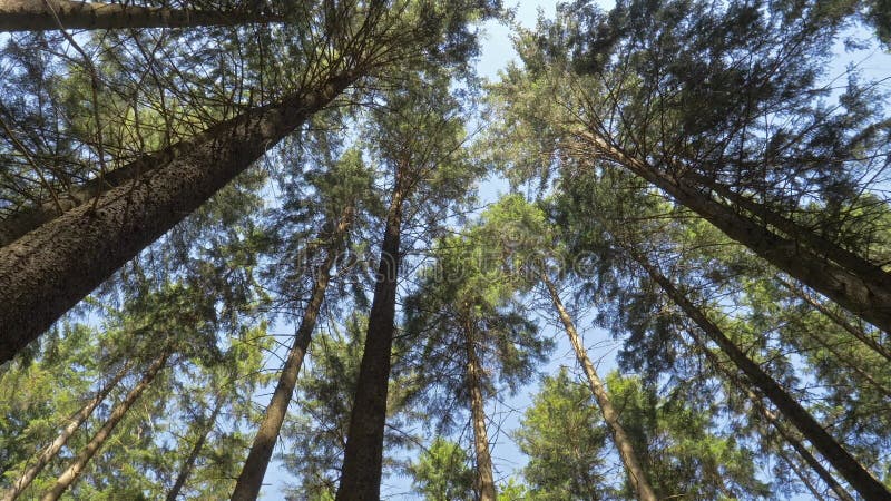 Forest Trees. the Sun Shines on the High Trees in a Forest Stock ...