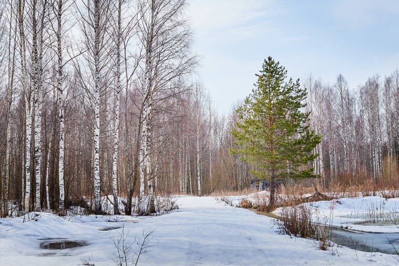 Forest with Trees on a Sunny Spring Day Stock Image - Image of ...