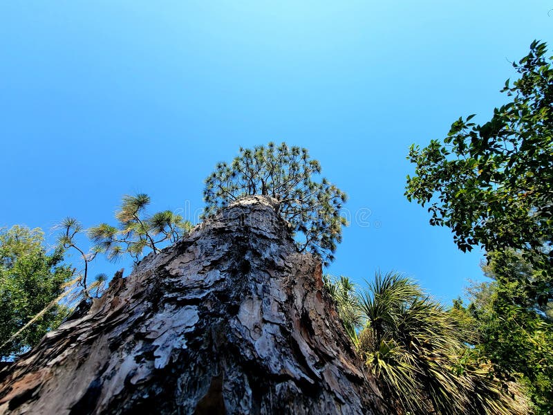 Forest trees tall elm bark stock photo. Image of mountain - 218245848