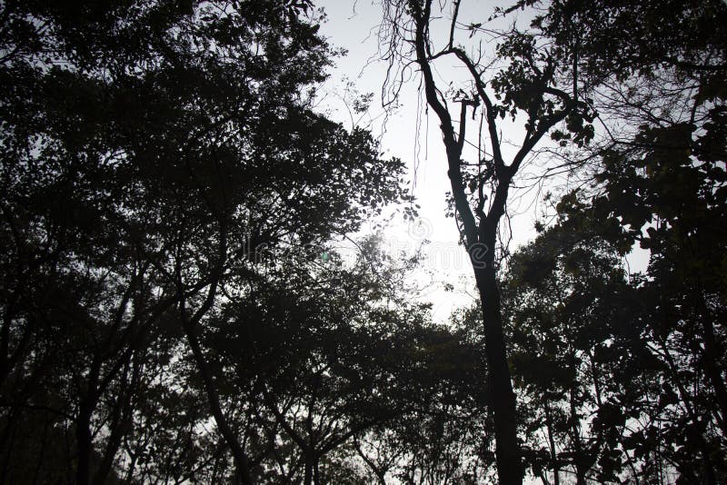 Forest Trees Top Angle View Sunlight Coming Stock Photo - Image of tree ...