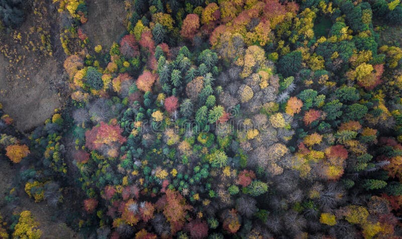The Forest Trees from the Top View Stock Image - Image of autumn ...