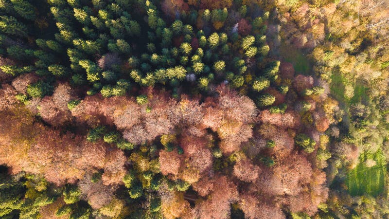 The Forest Trees from the Top View Stock Photo - Image of natural ...