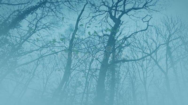 Forest Trees Towering Above in Misty Landscape Stock Video - Video of ...
