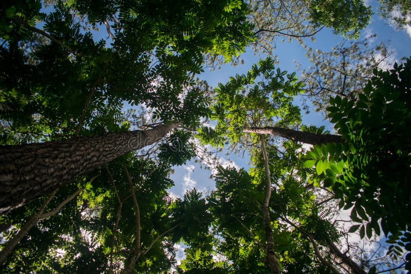 Forest Trees, Tree Trunk Taken from the Ground Stock Photo - Image of ...